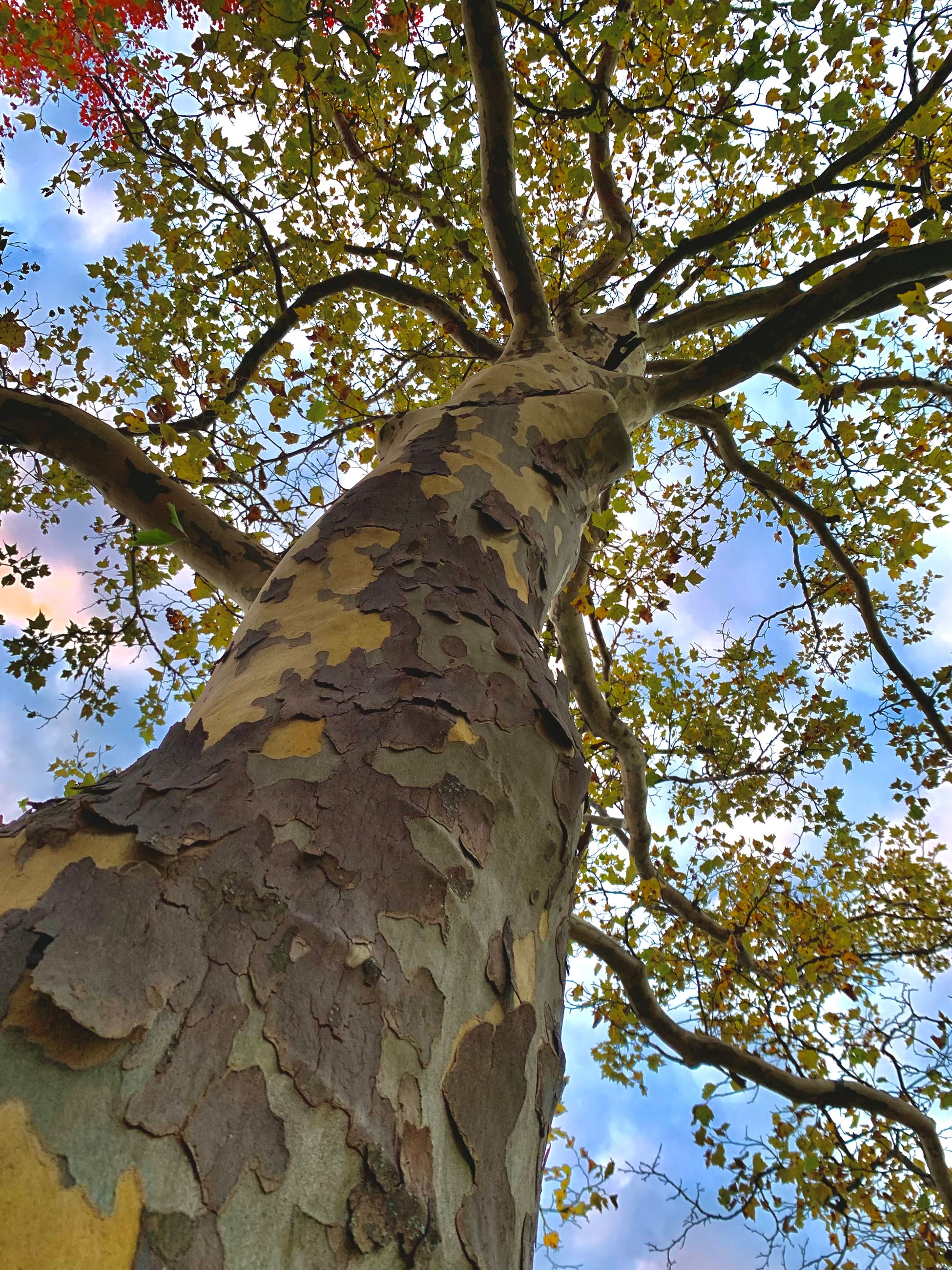 Trees For Bloomfield Photo Contest | Bloomfield, CT